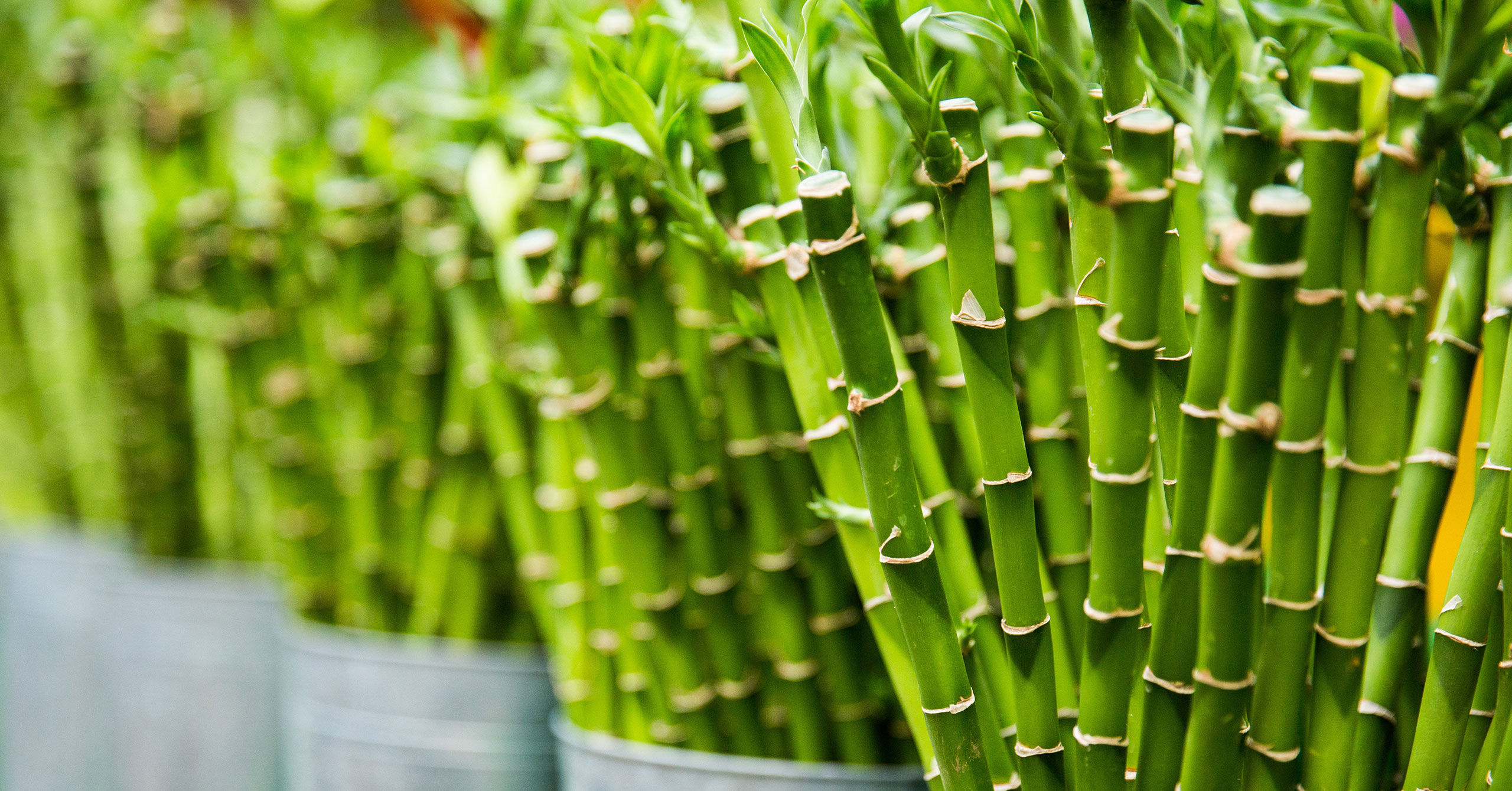 The Green Revolution: 6 Bamboo-based Businesses to Check Out